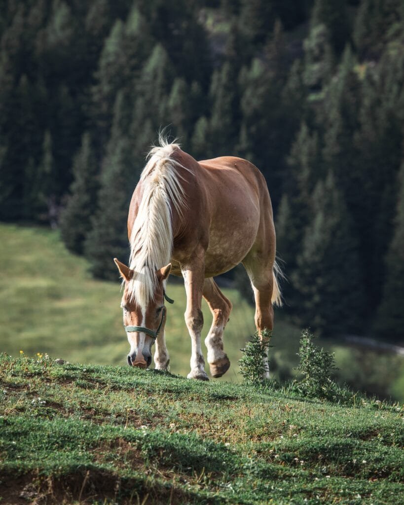 Natürliche Pferdefütterung: Die Bedeutung von Zusatzfutter